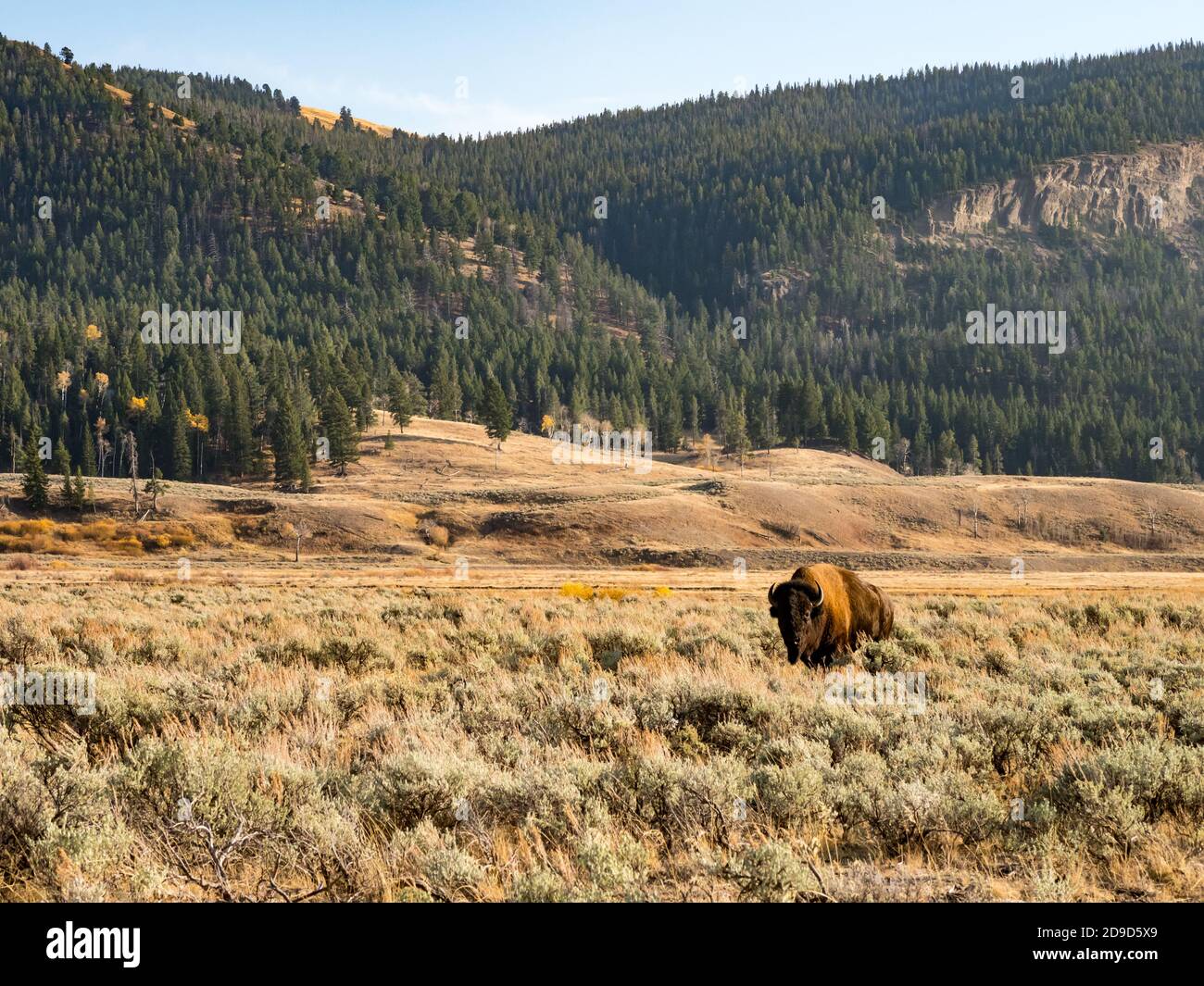 Bison yellowstone national park hi-res stock photography and images - Alamy