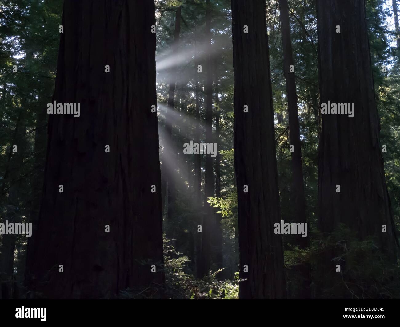 Avenue giants california hi-res stock photography and images - Alamy