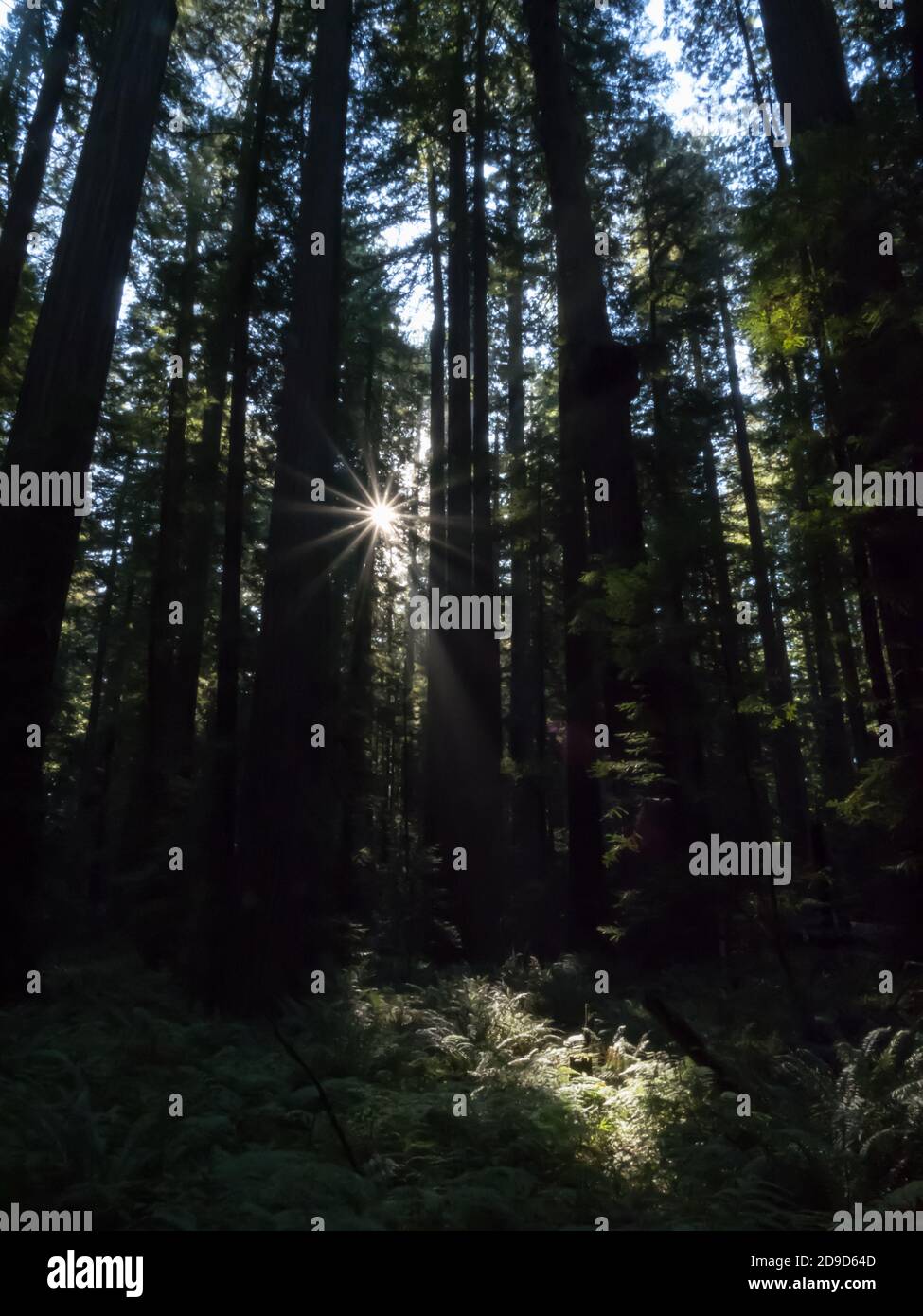 California coastal redwoods, Sequoia sempervirens, the tallest trees on ...