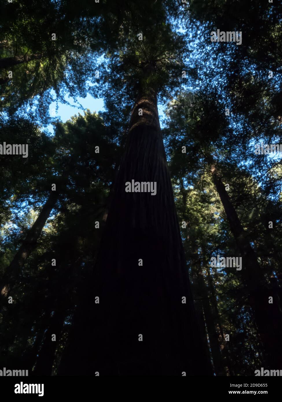 California coastal redwoods, Sequoia sempervirens, the tallest trees on ...