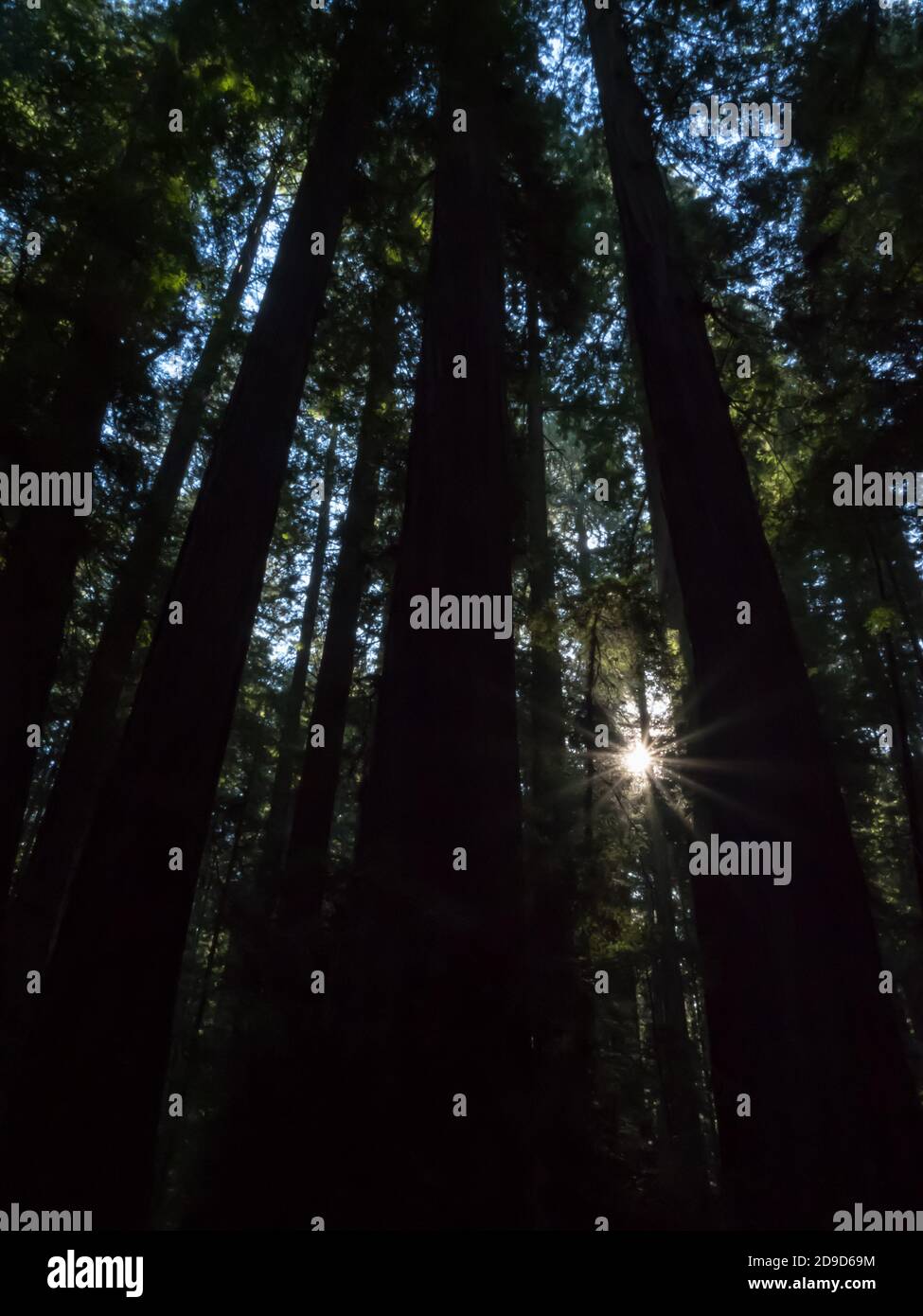 California coastal redwoods, Sequoia sempervirens, the tallest trees on ...