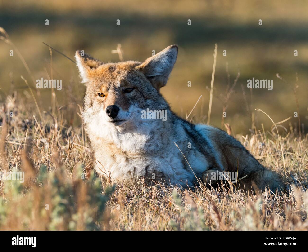 Coyote trickster folklore hi-res stock photography and images - Alamy