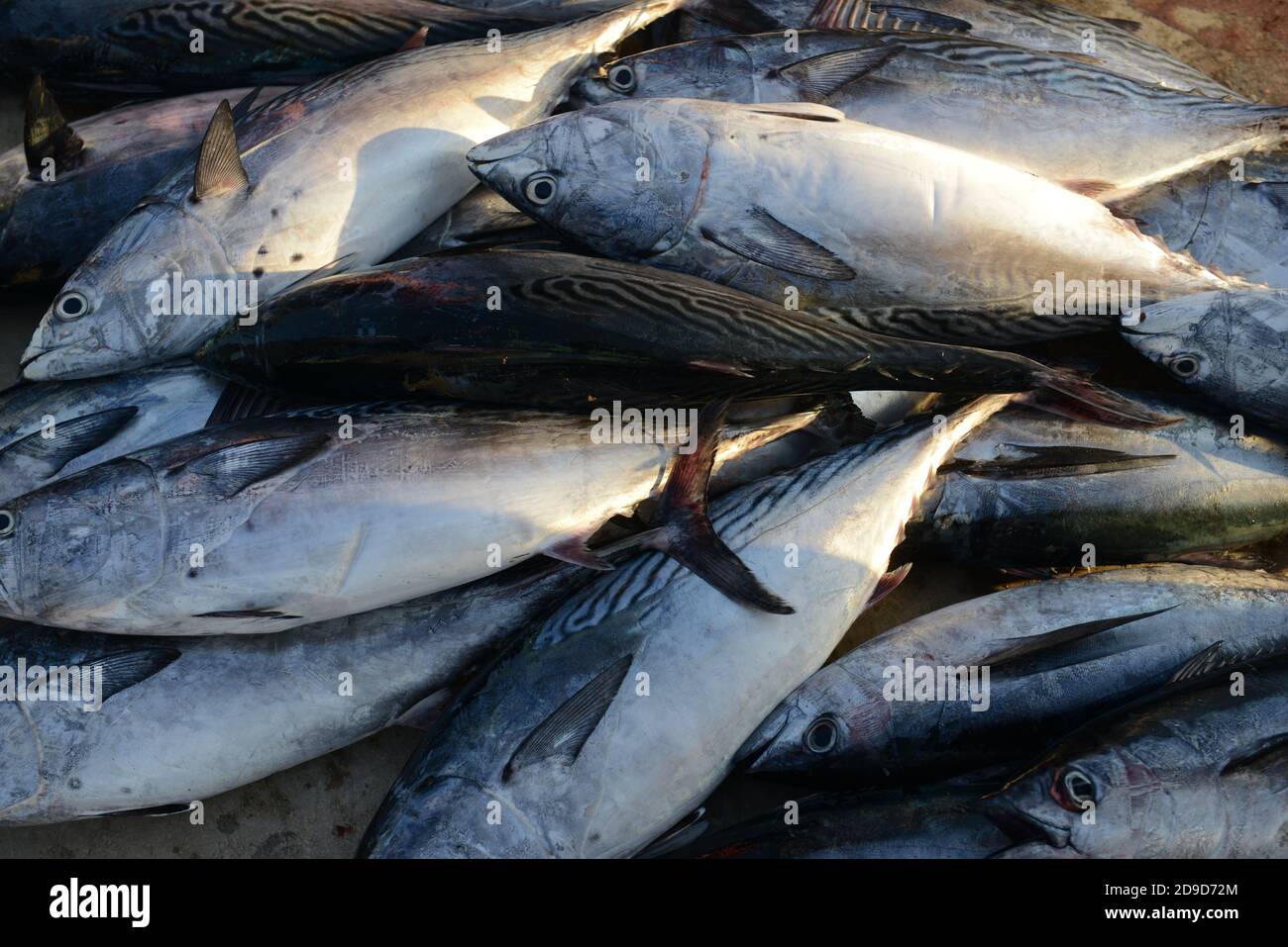 Daily caught fresh fish hi-res stock photography and images - Alamy