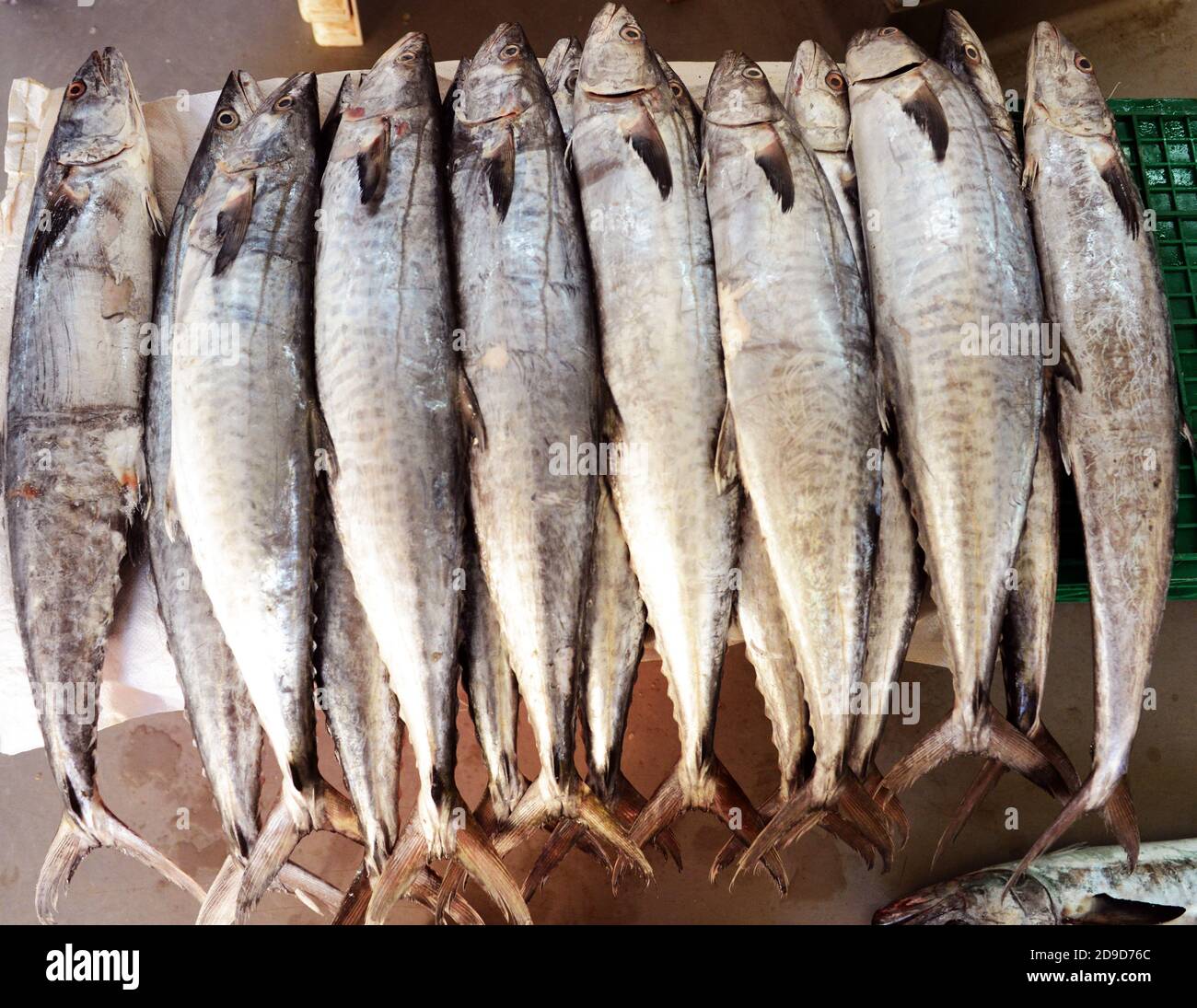 The vibrant early morning fish market in Mutrah, Oman Stock Photo - Alamy
