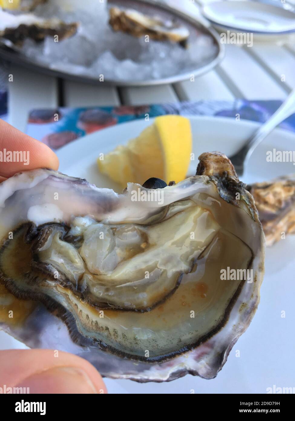 Fresh oyster shell on ice Stock Photo - Alamy