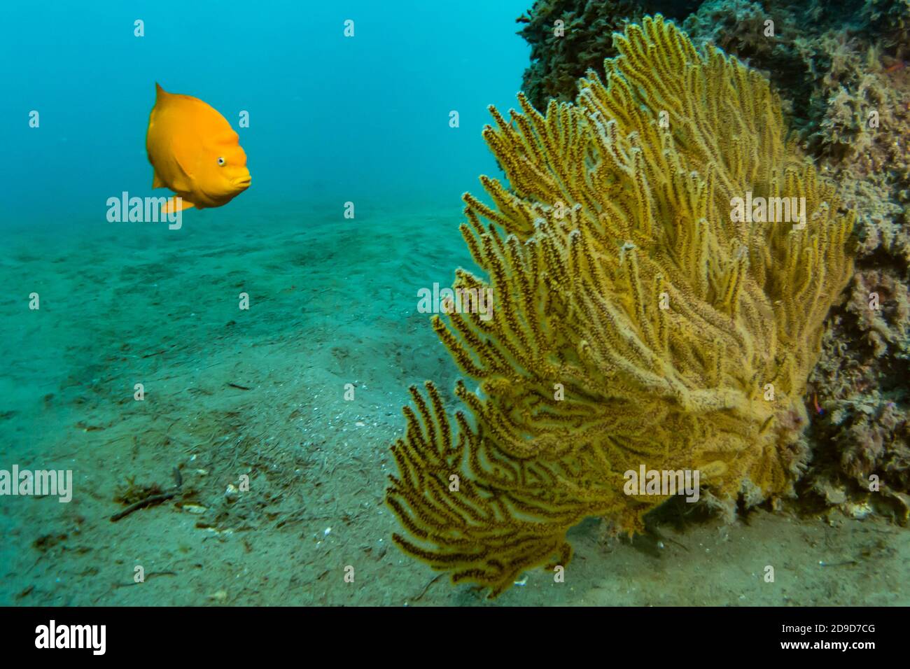 California with fish hi-res stock photography and images - Alamy