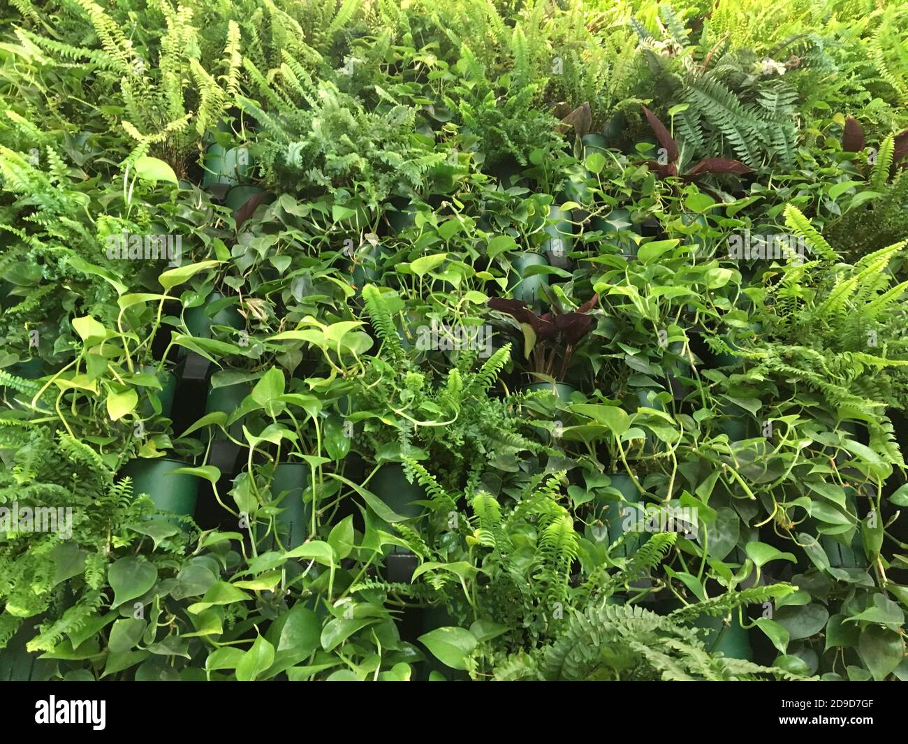 Vertical gardening. Green living wall of potted plants paportonica and ...