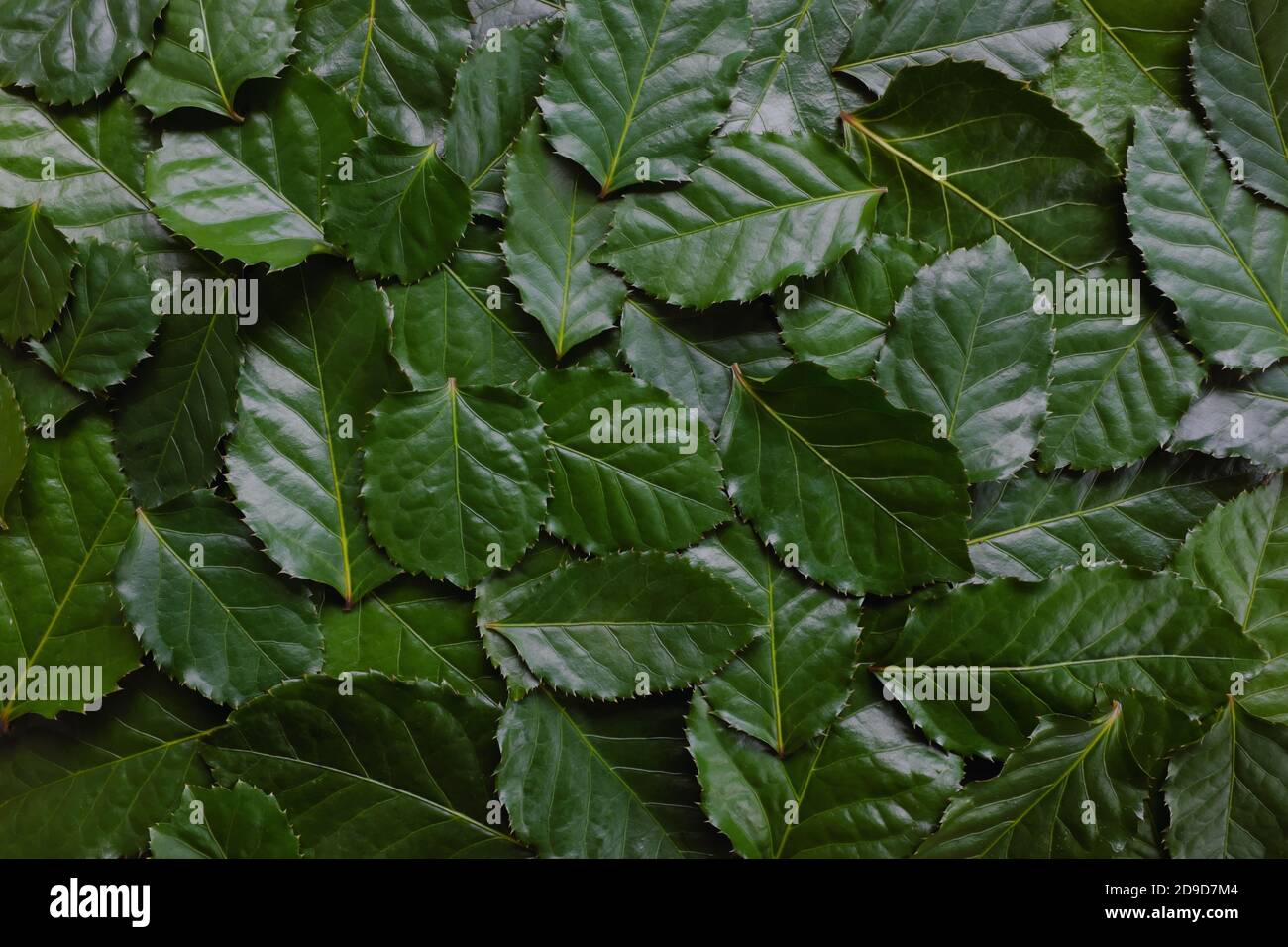 Deep dark green leaves background wallpaper for a natural texture ...