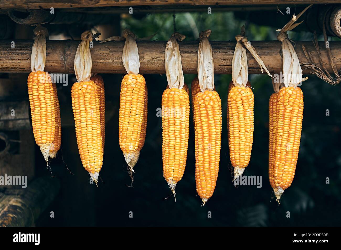 Dried corn is hanged under the roof of house Stock Photo - Alamy
