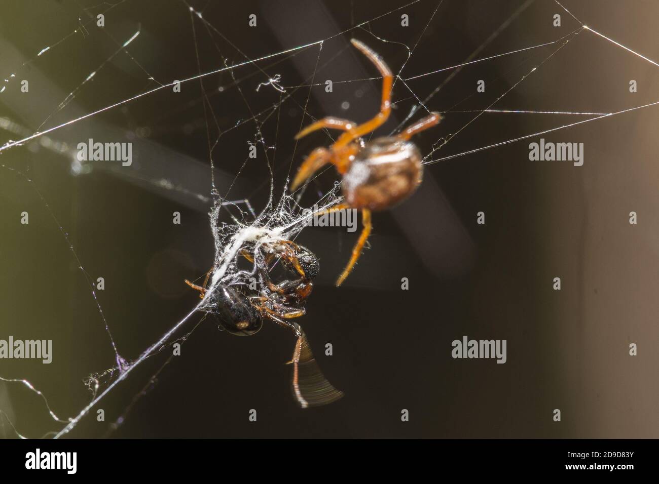 Macro shot of a creepy spider with its prey on the spider web Stock ...