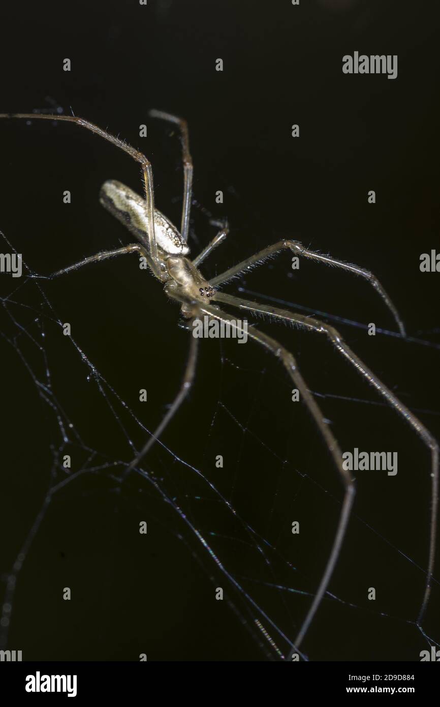 Macro shot of a creepy spider with long sharp legs on the spider web ...