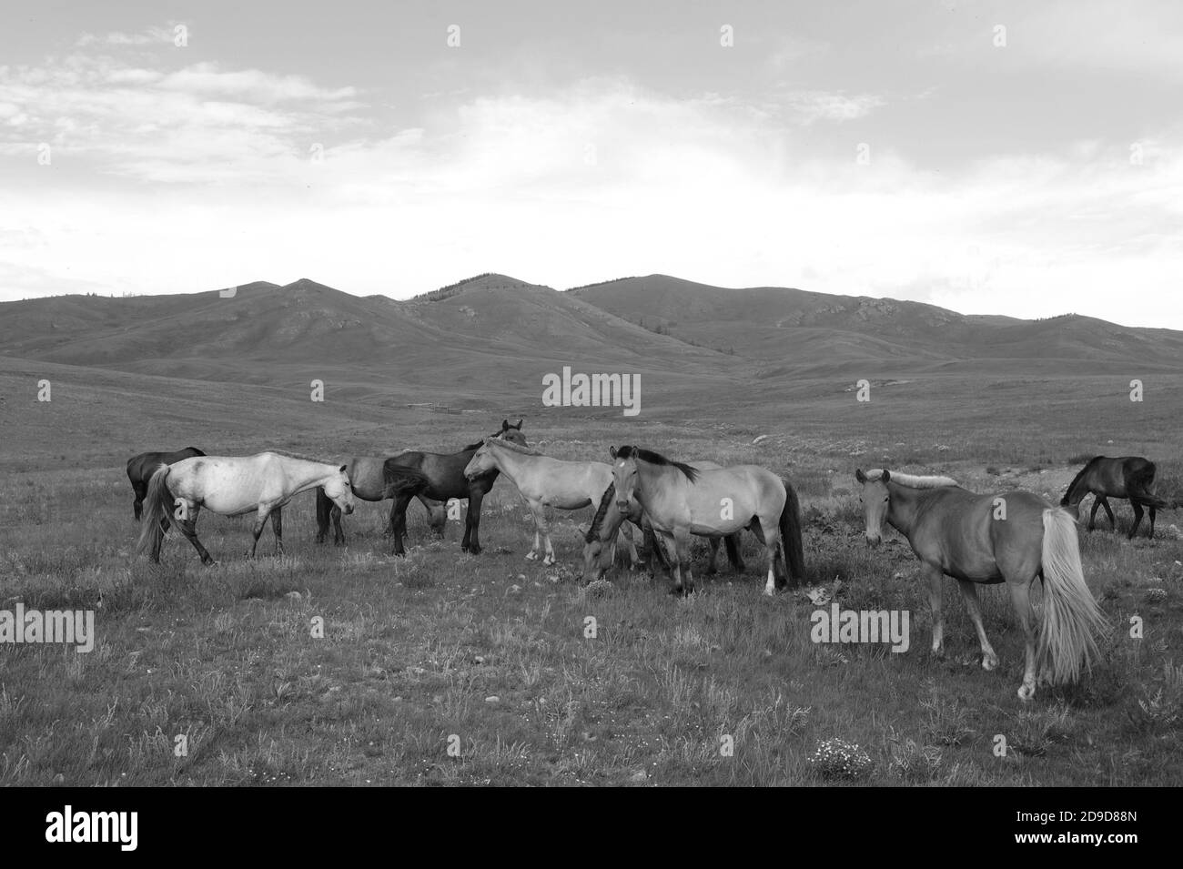 Naadam Festival Mongolia Stock Photo - Alamy