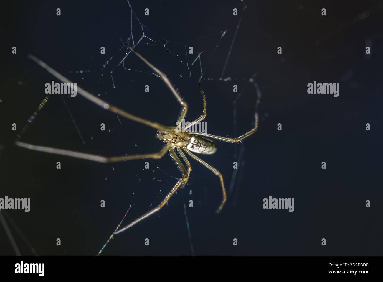 Macro shot of a creepy spider with long sharp legs on the spider web ...