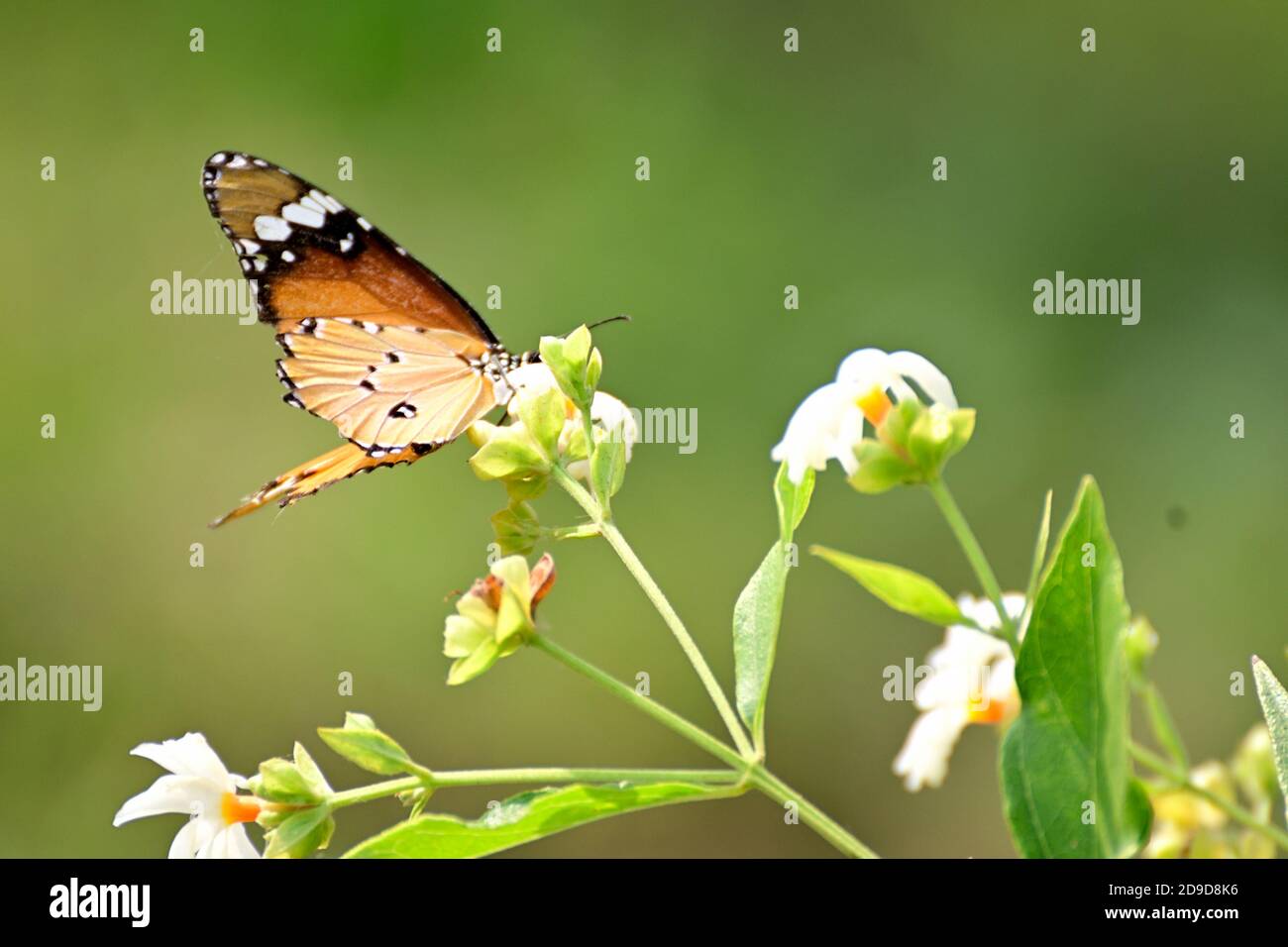 Butterfly sucking honey from flower against blurred green background ...