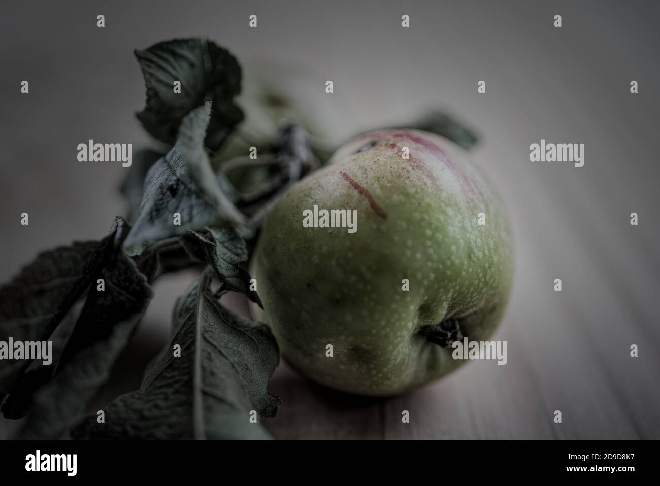 Apples, small, old, wrinkled and with brown spots and worms, with ...