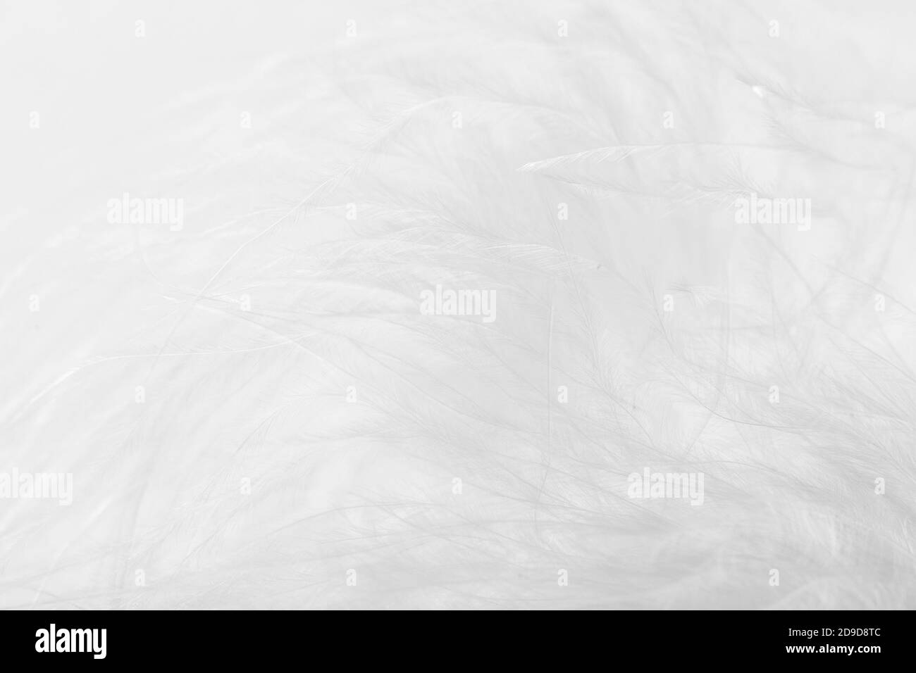 Bird feather texture hi-res stock photography and images - Alamy