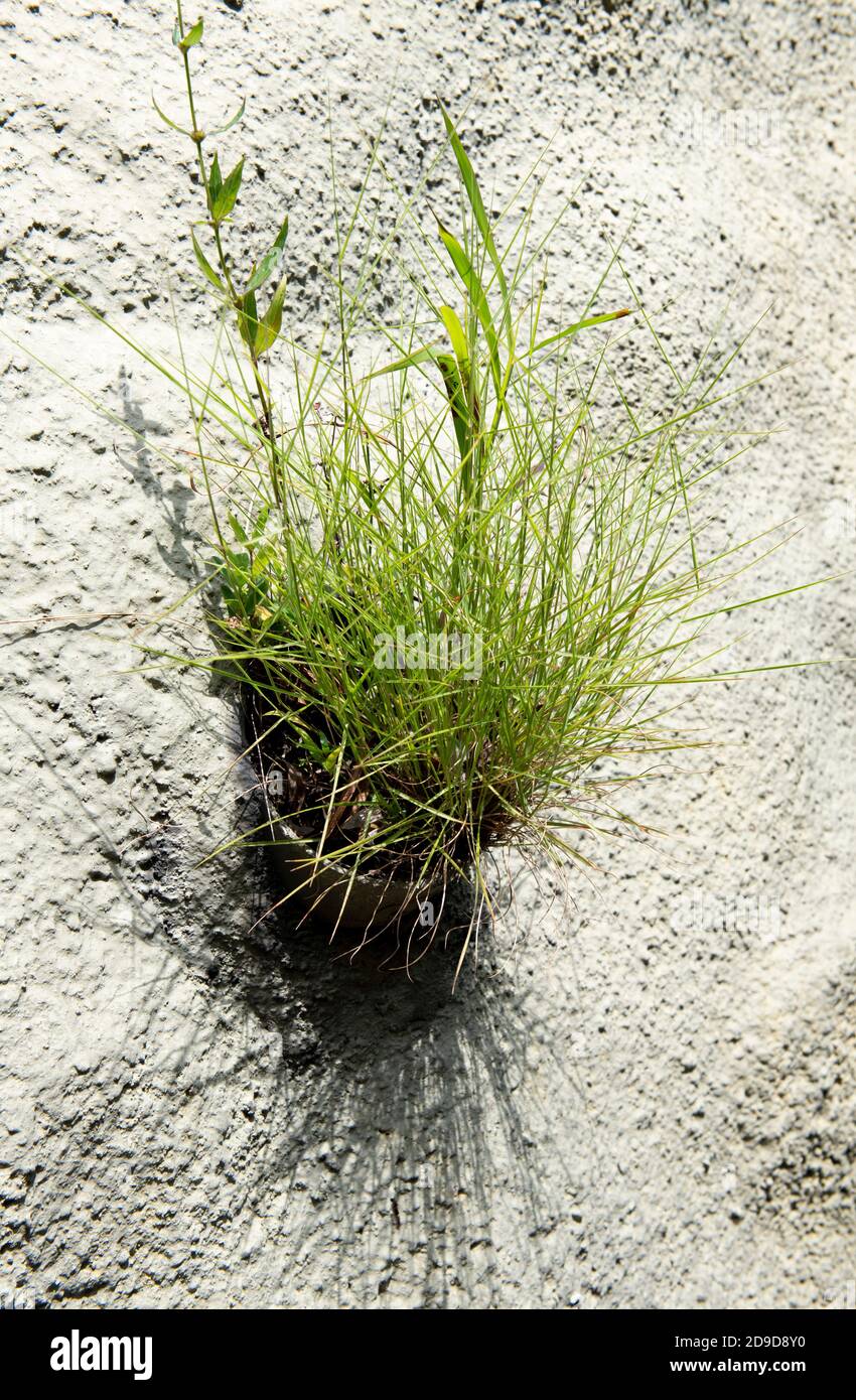 Hong Kong,China:23 Aug,2020. Long grass grows from the concrete ...