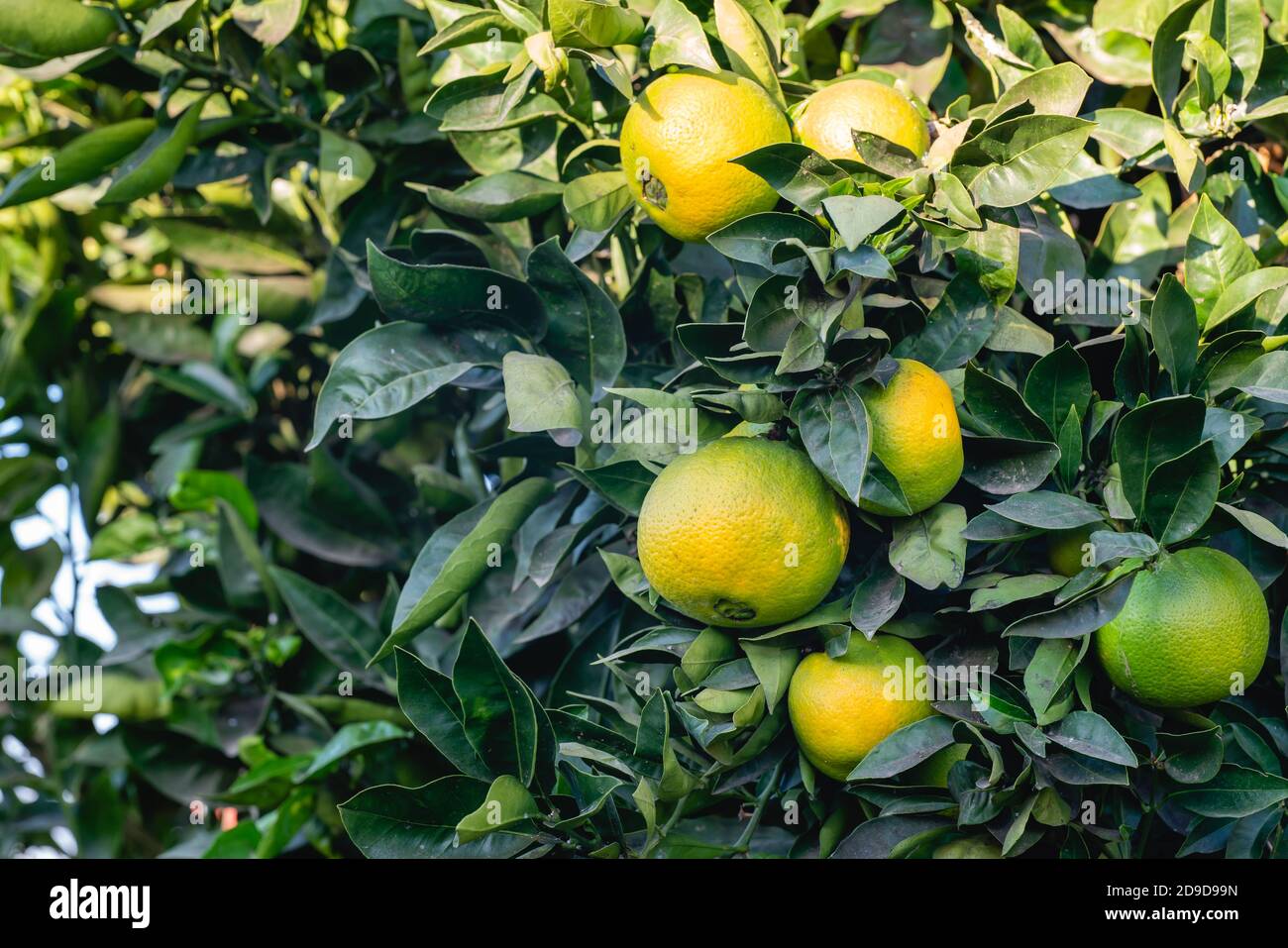 Unripe organic oranges on orange tree in the garden. Orange tree ...