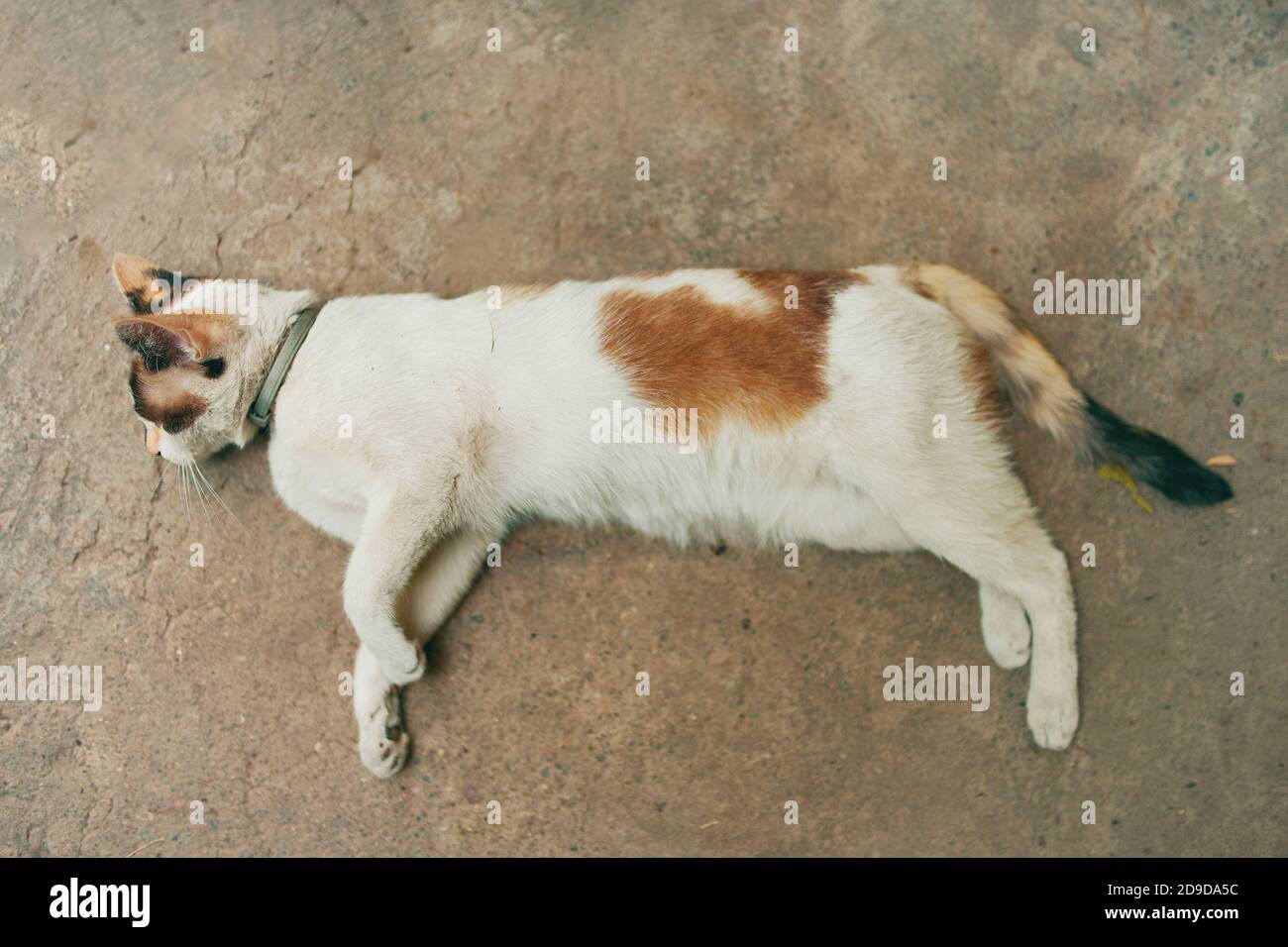 Stray cat was hit by a car on the road. Cute white cat resting, lies ...