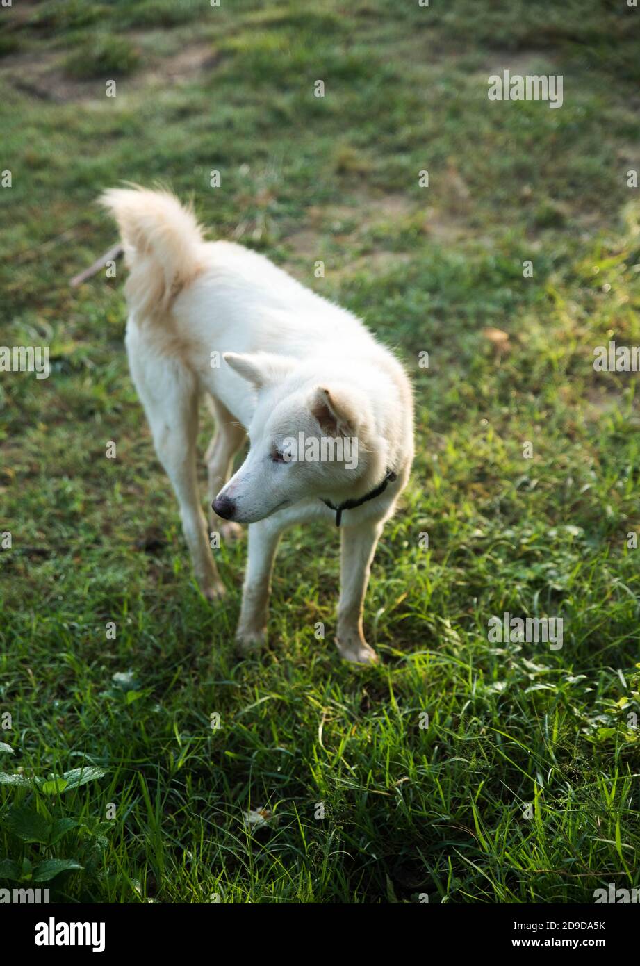 portrait of white furry dog Stock Photo - Alamy