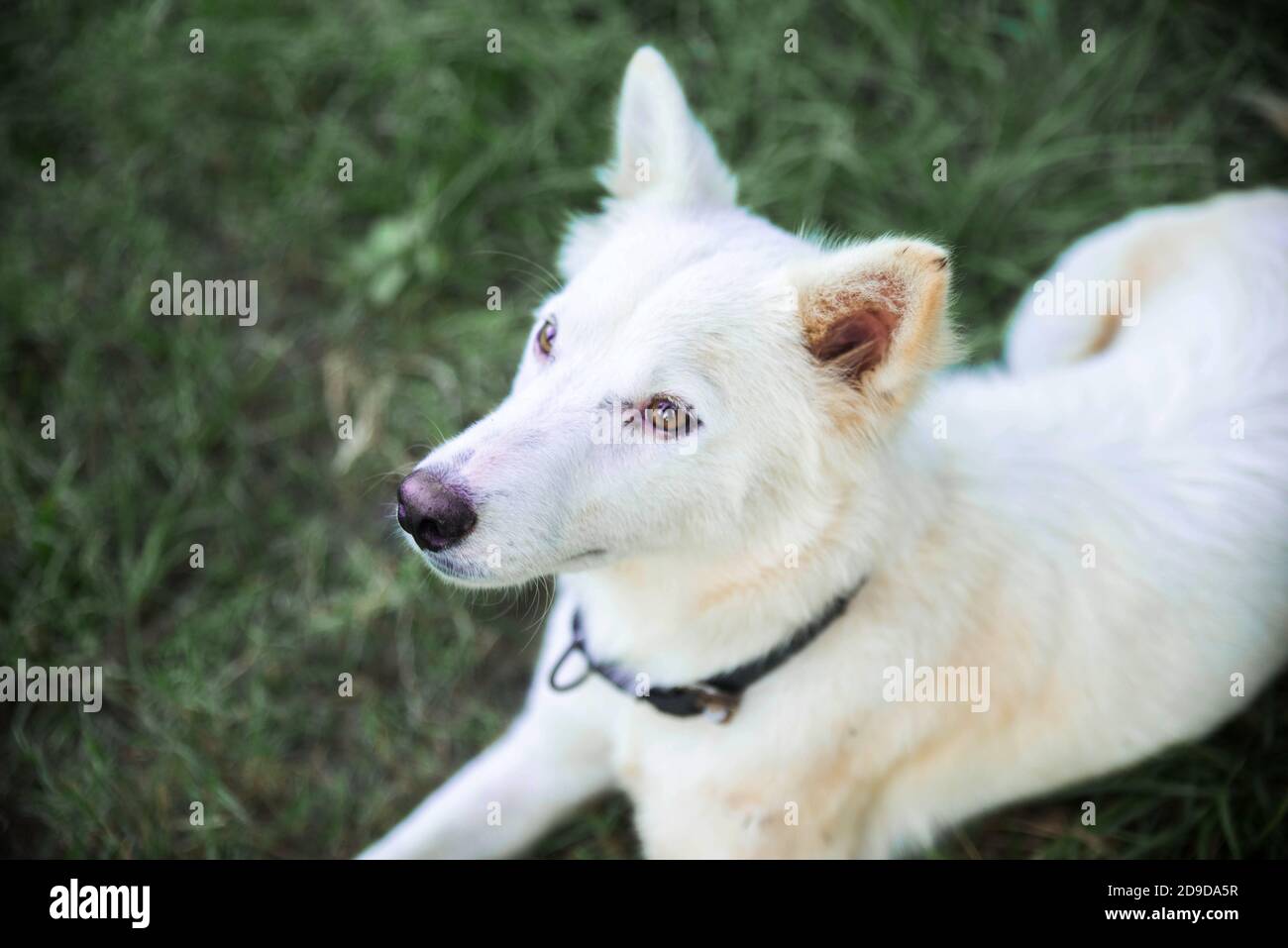 portrait of white furry dog Stock Photo - Alamy