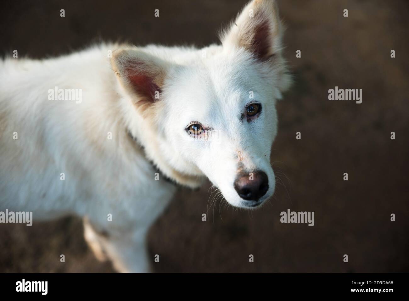 portrait of white furry dog Stock Photo - Alamy
