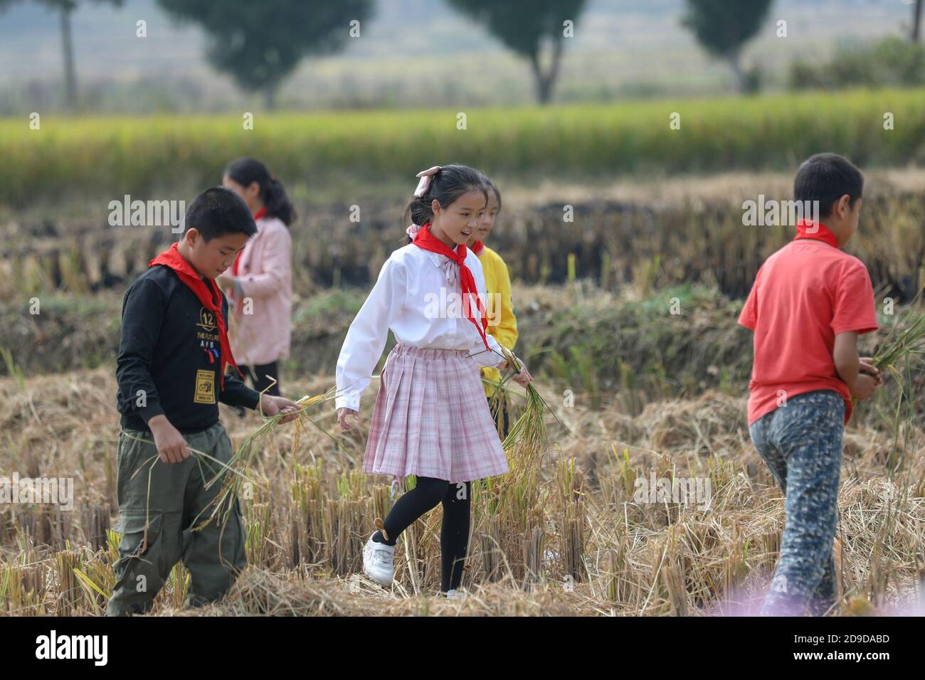 Hunan province rice field hi-res stock photography and images - Alamy
