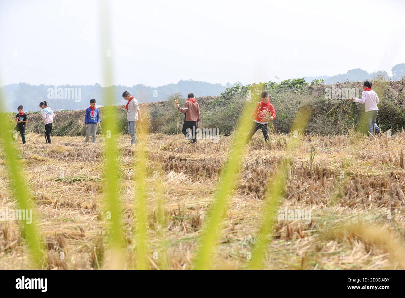 A group of primary students pick up left rice in a field prior to the ...