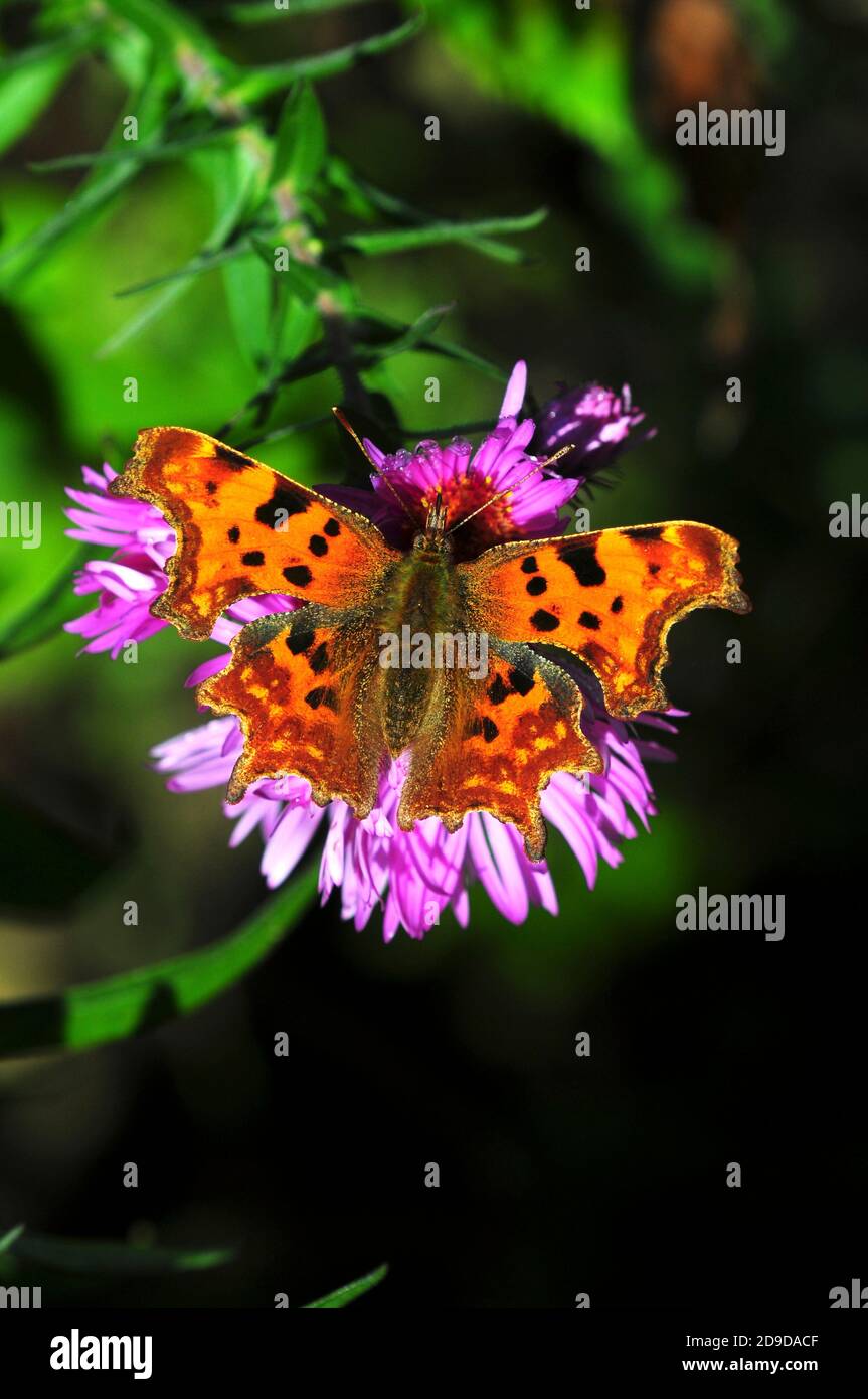 Comma species hi-res stock photography and images - Alamy