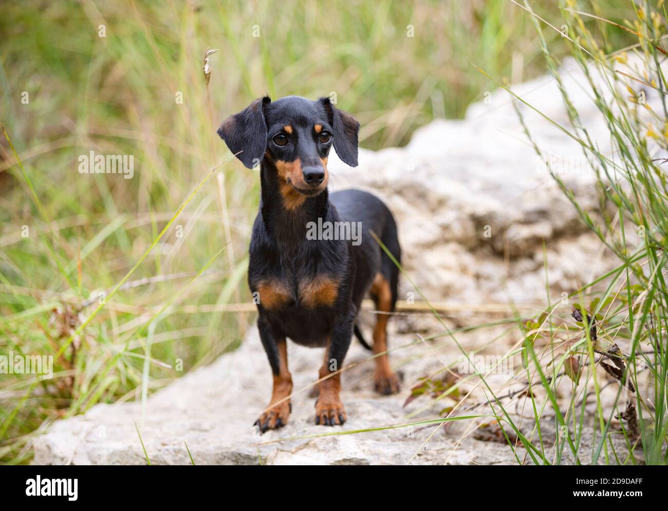 Tan dachshund hi-res stock photography and images - Alamy