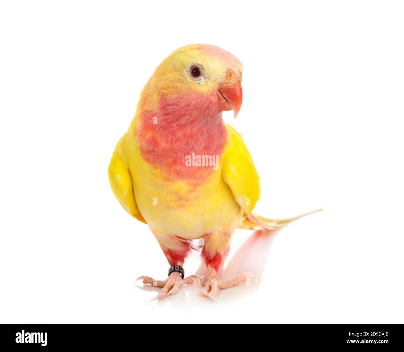 Princess parrot hi-res stock photography and images - Alamy