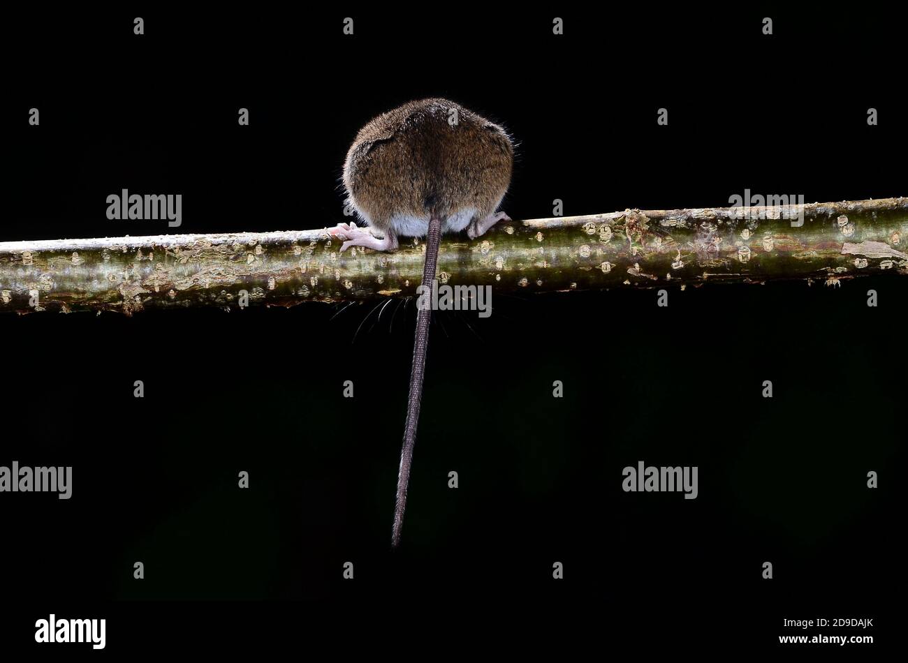 wood mouse apodemus sylvaticus Stock Photo - Alamy