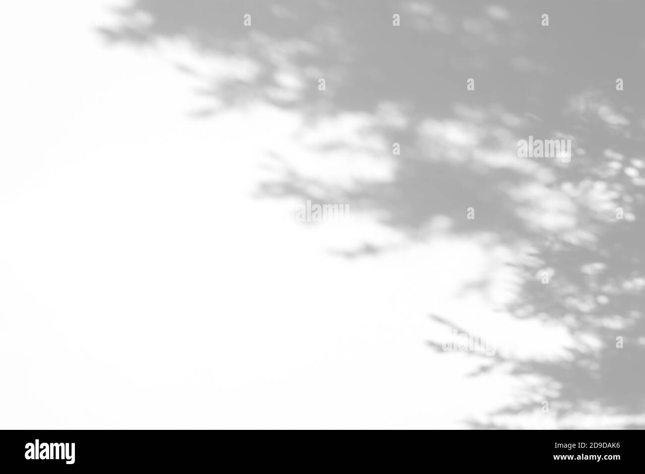 shadows of fir tree branches on a white wall Stock Photo - Alamy