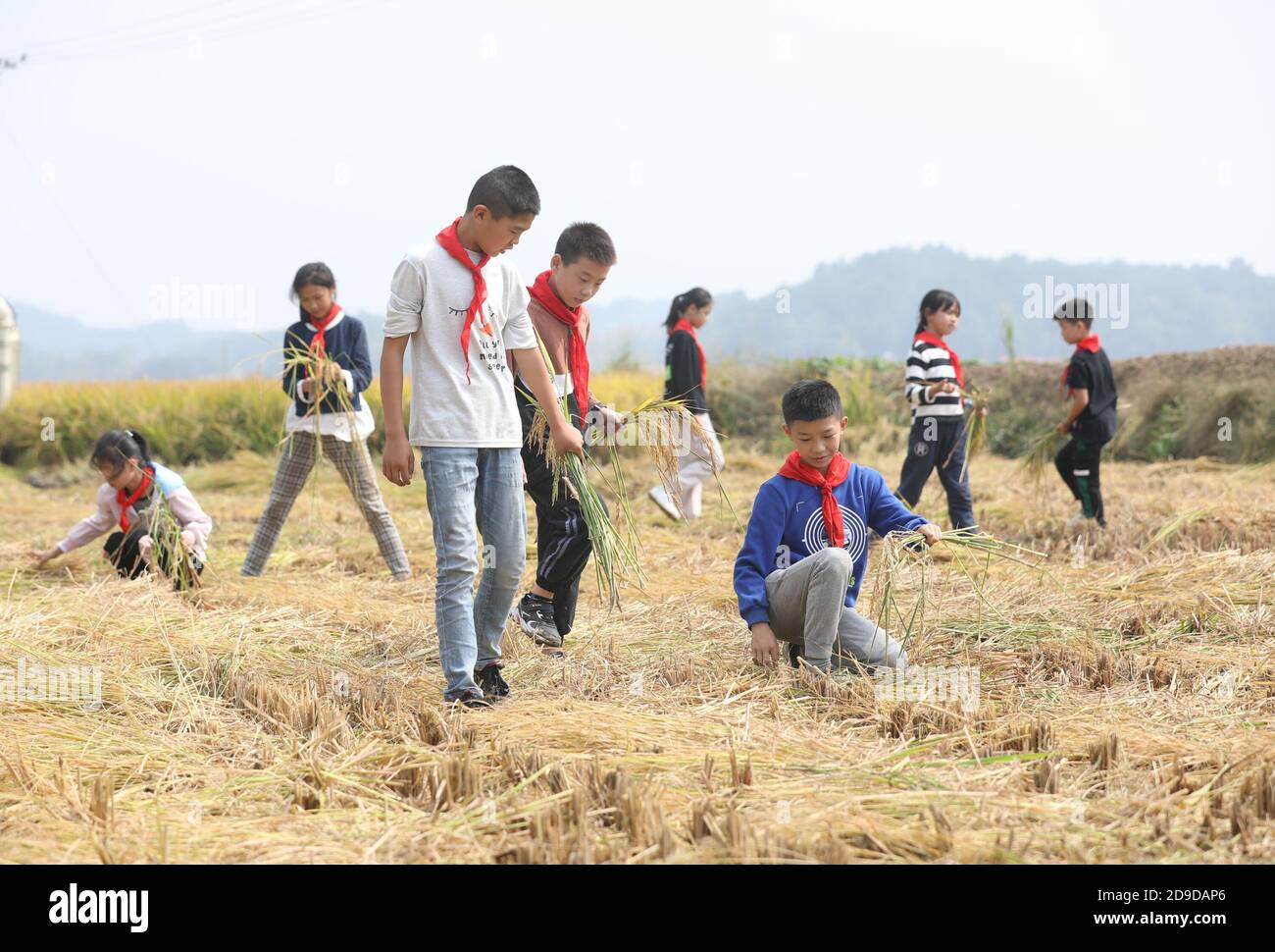 Hunan rice field hi-res stock photography and images - Alamy