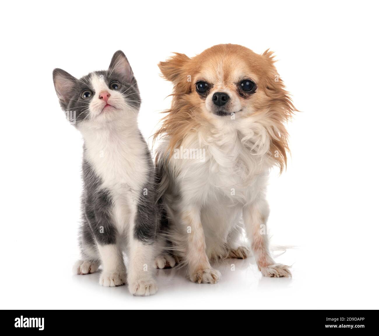 stray kitten and chihuahua in front of white background Stock Photo - Alamy