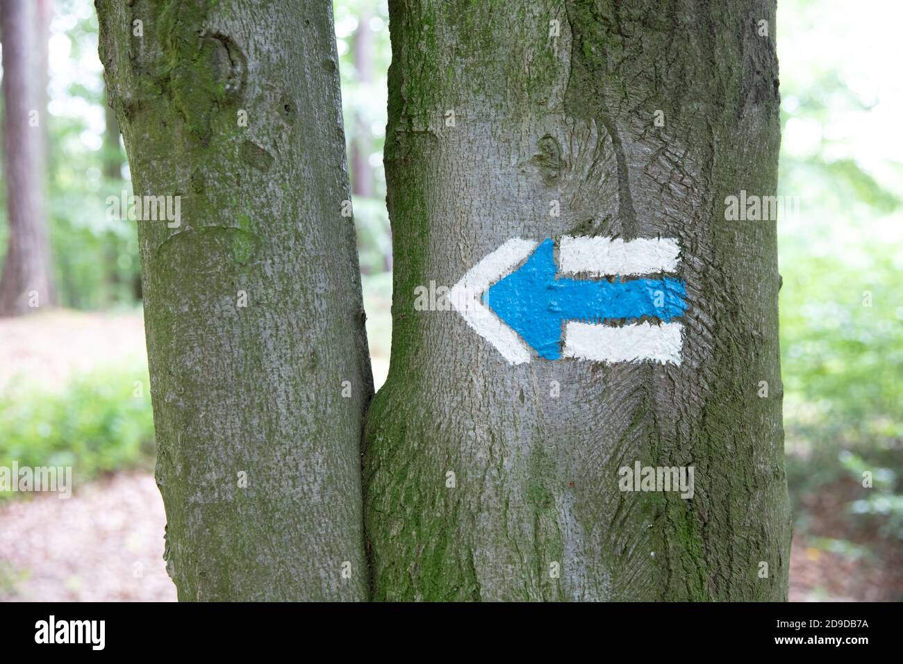 Marking the tourist route painted on the tree - Travel route sign Stock ...
