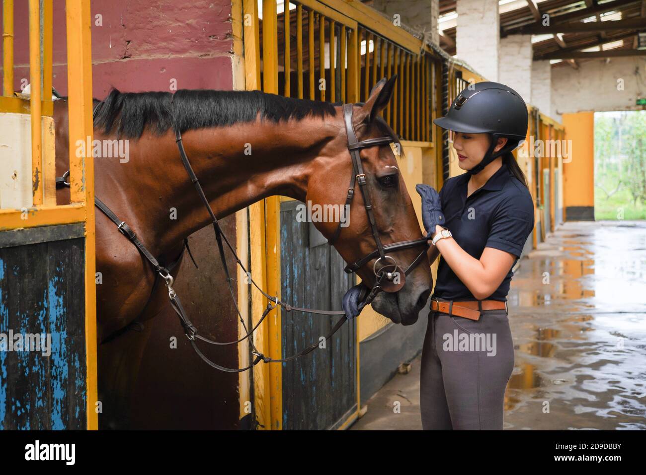 The stable calm horse young woman Stock Photo - Alamy