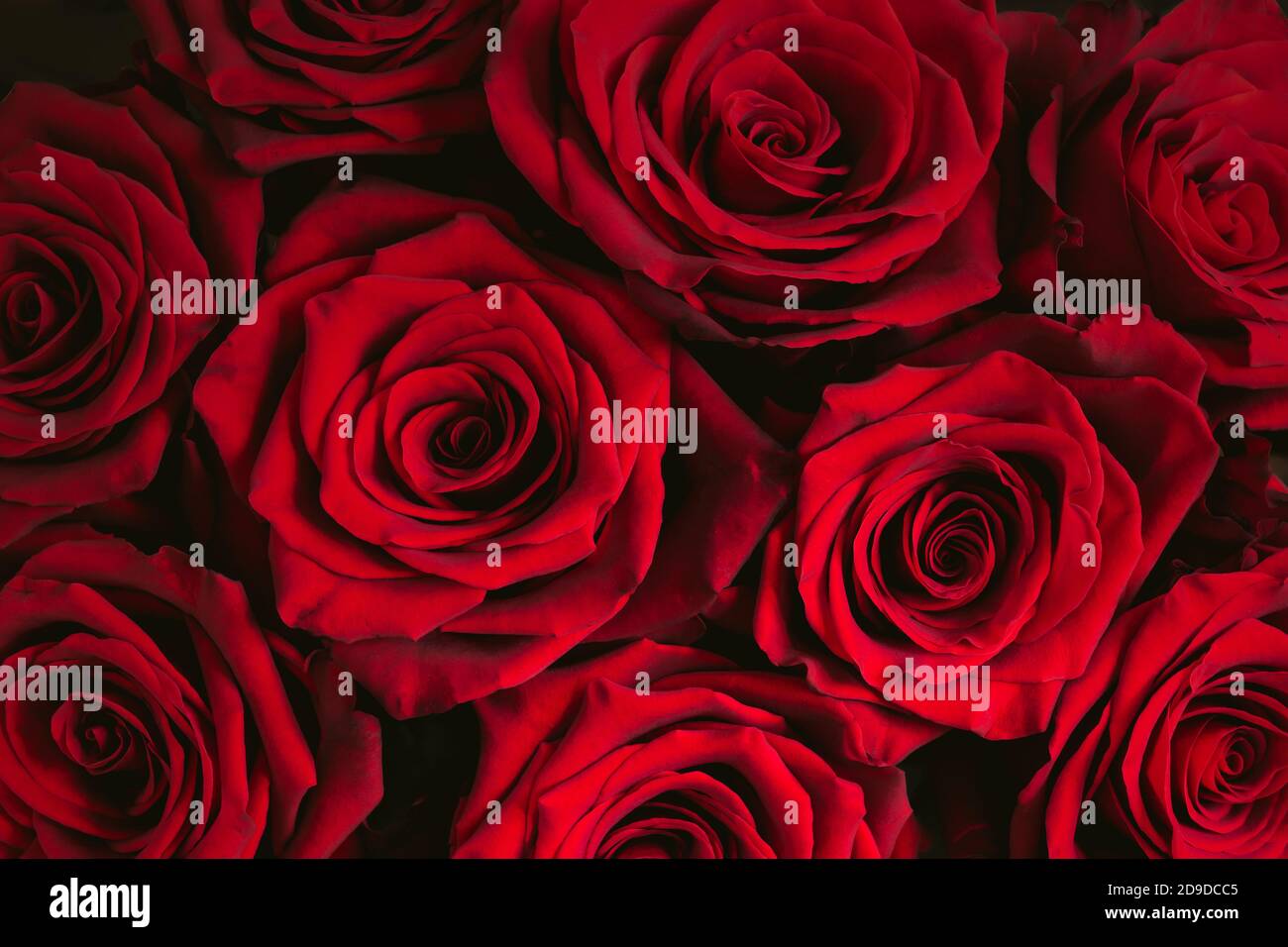 Bouquet of dark red roses background Stock Photo - Alamy