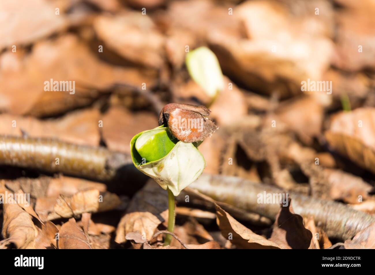 Young breaking buds hi-res stock photography and images - Alamy