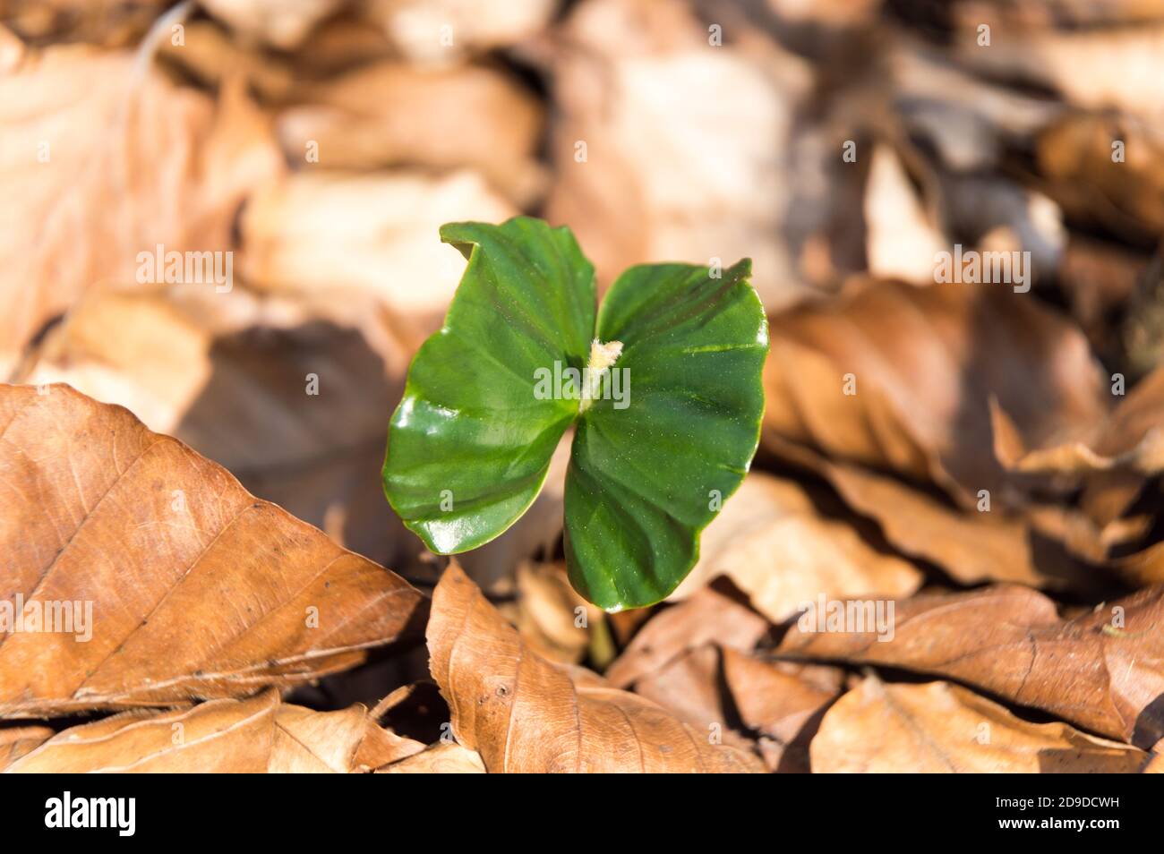 Young breaking buds hi-res stock photography and images - Alamy