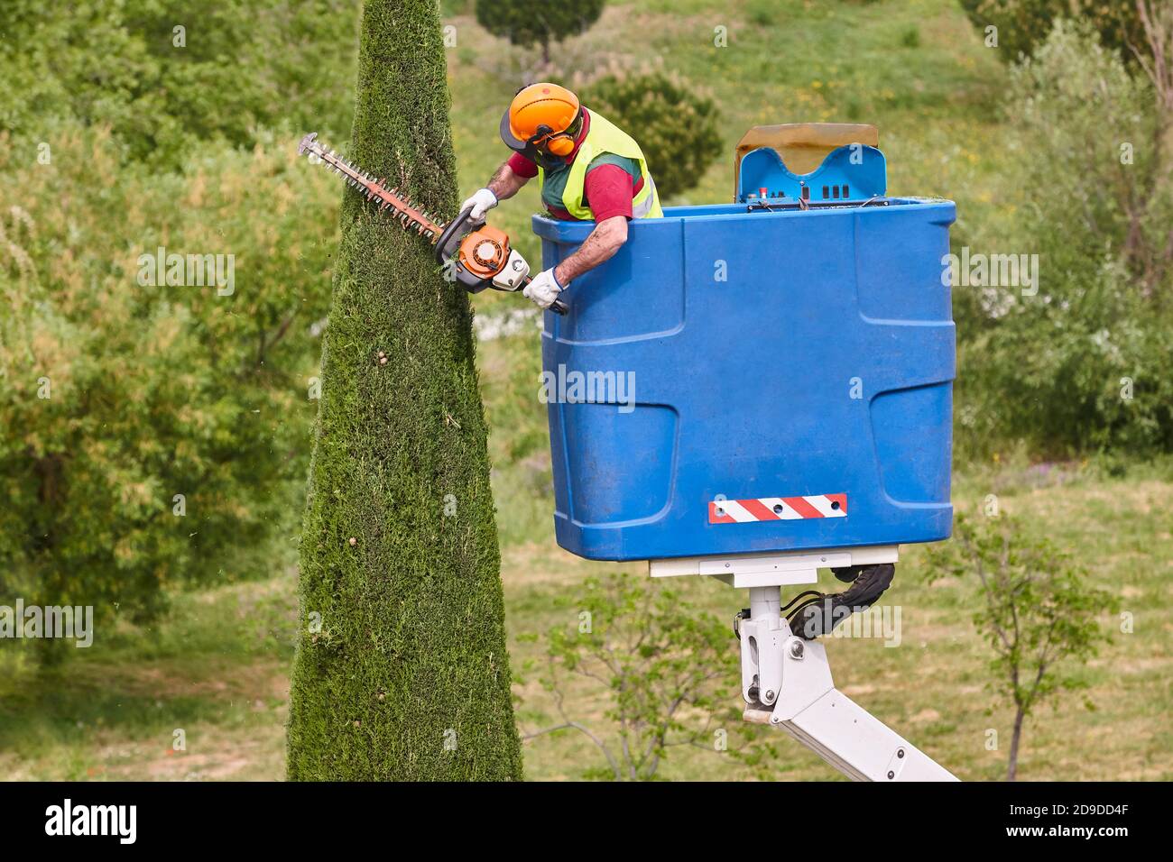 Gardener pruning a cypress tree with a chainsaw and a crane Stock Photo ...
