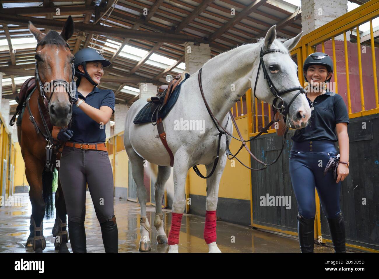 The stable happy sisters and horses Stock Photo - Alamy