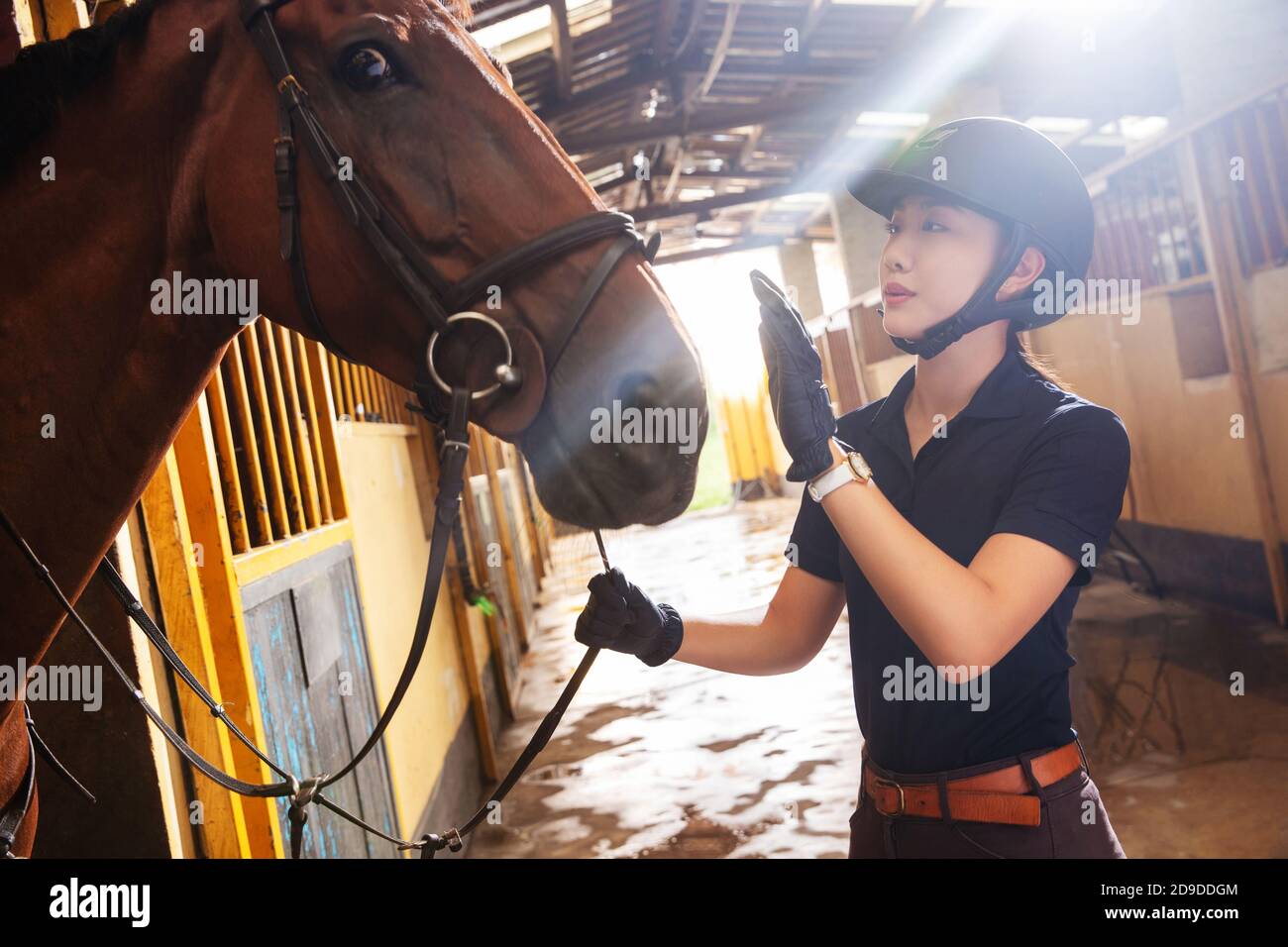 The stable calm horse young woman Stock Photo - Alamy