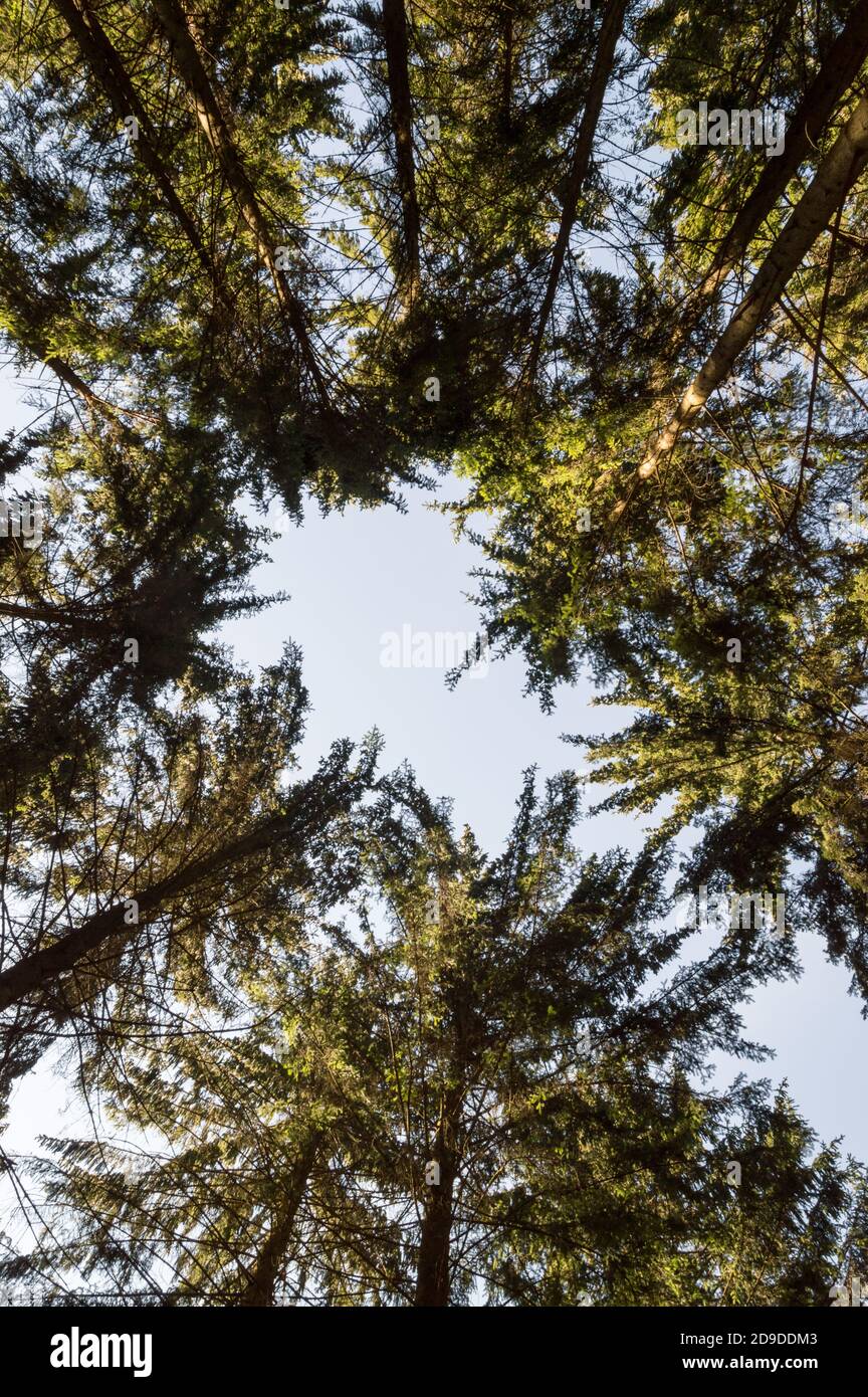 bottom to top view group of spruce trees blue sky Stock Photo - Alamy