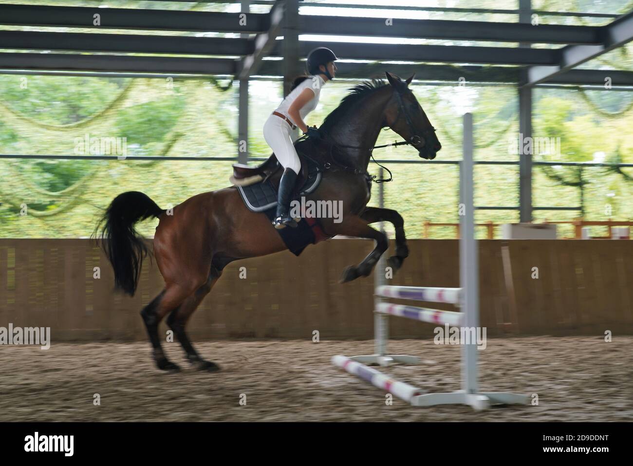 Riding a horse jump barrier bar young woman Stock Photo - Alamy