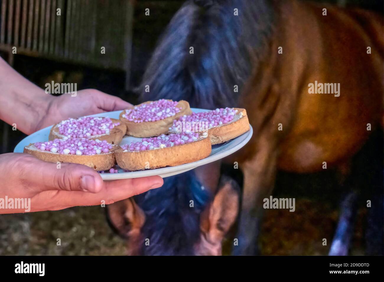 Traditional Dutch birth celebration biscuit with pink mice. rusk with ...