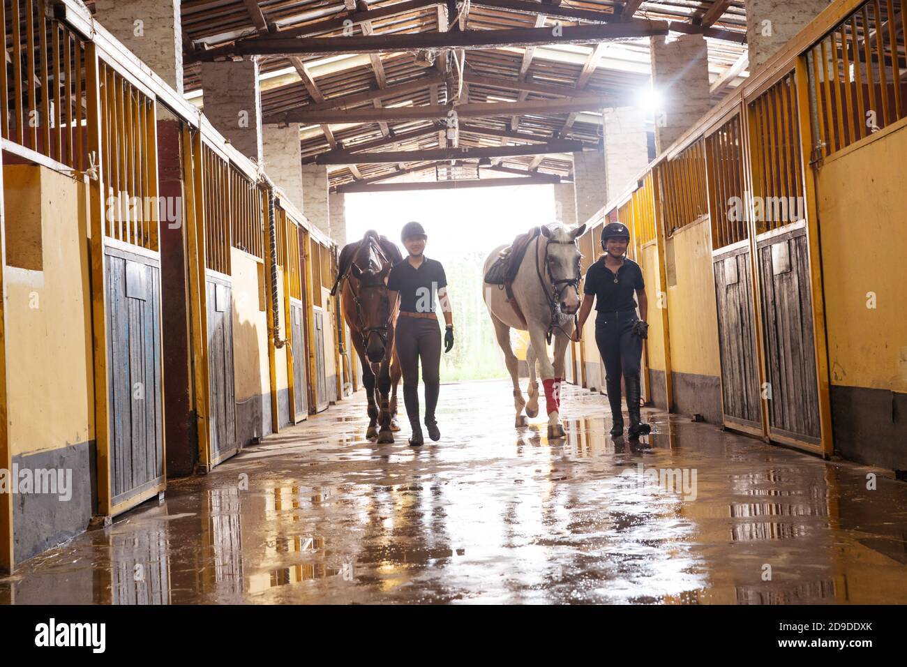 Horse Stance High Resolution Stock Photography and Images - Alamy