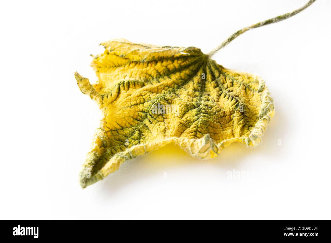 Abstract background in natural colors Cut Out Stock Images & Pictures ...