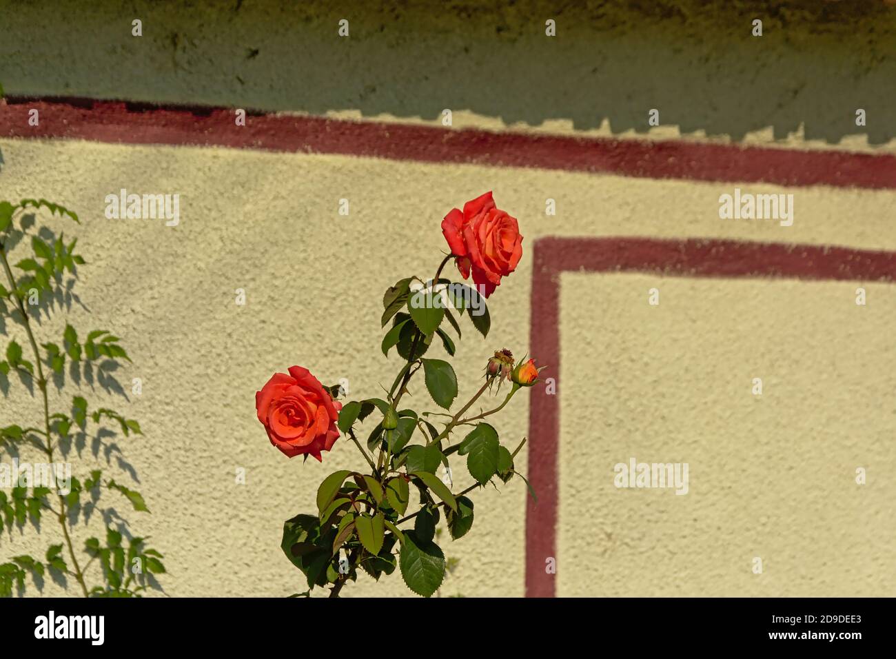 Red roses in the front garden of a traditional romanian house ...