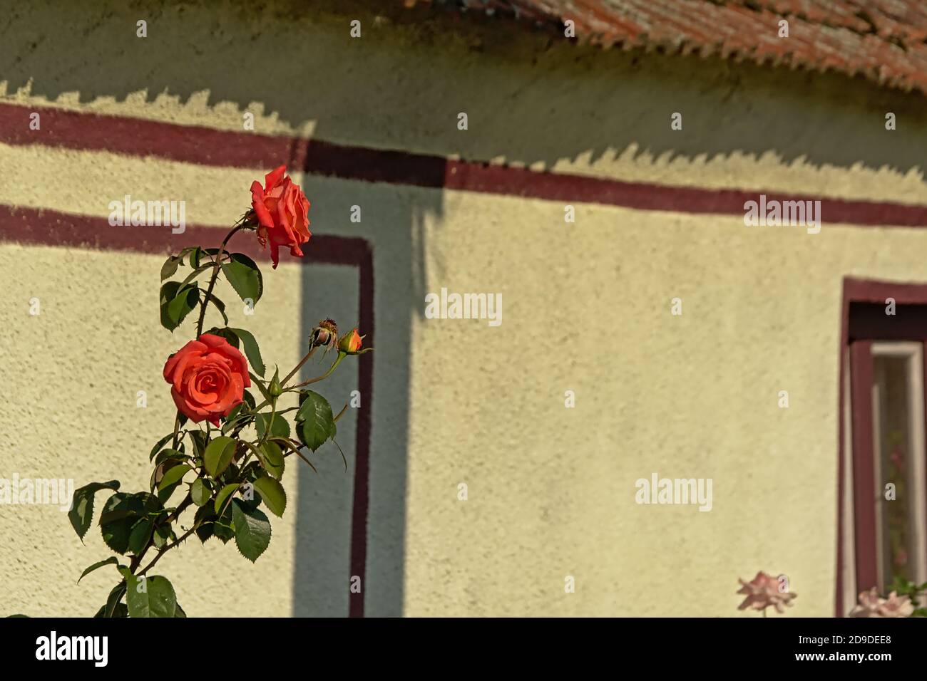 Red roses in the front garden of a traditional romanian house ...
